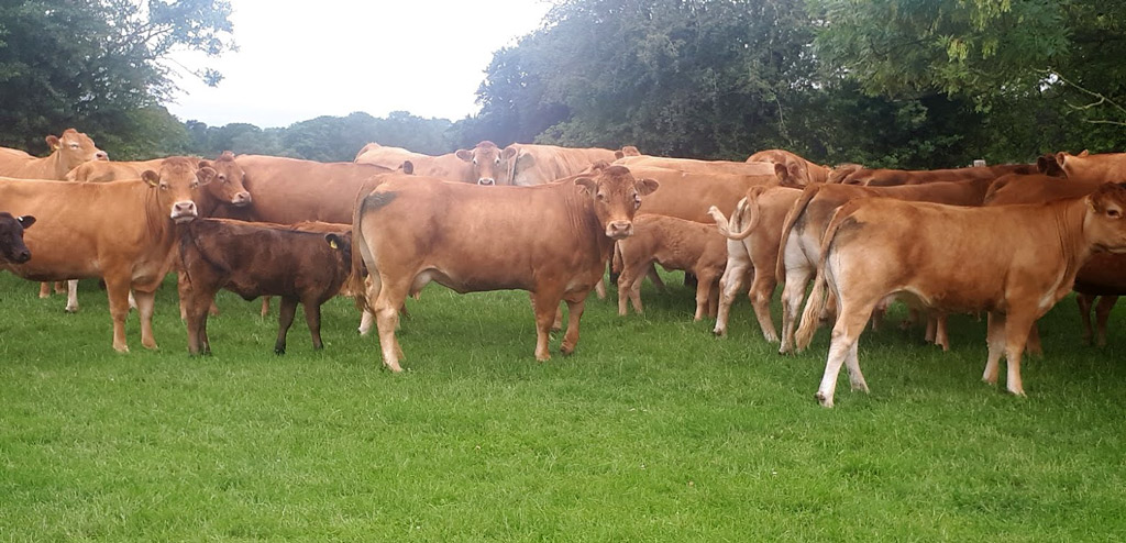 Fertility in cattle - OLMC