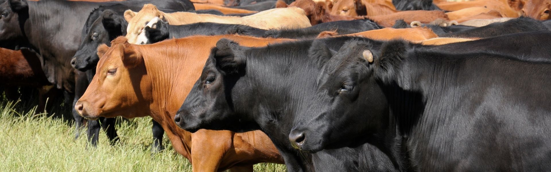 Organic Breeding Stock For Sale | OLMC