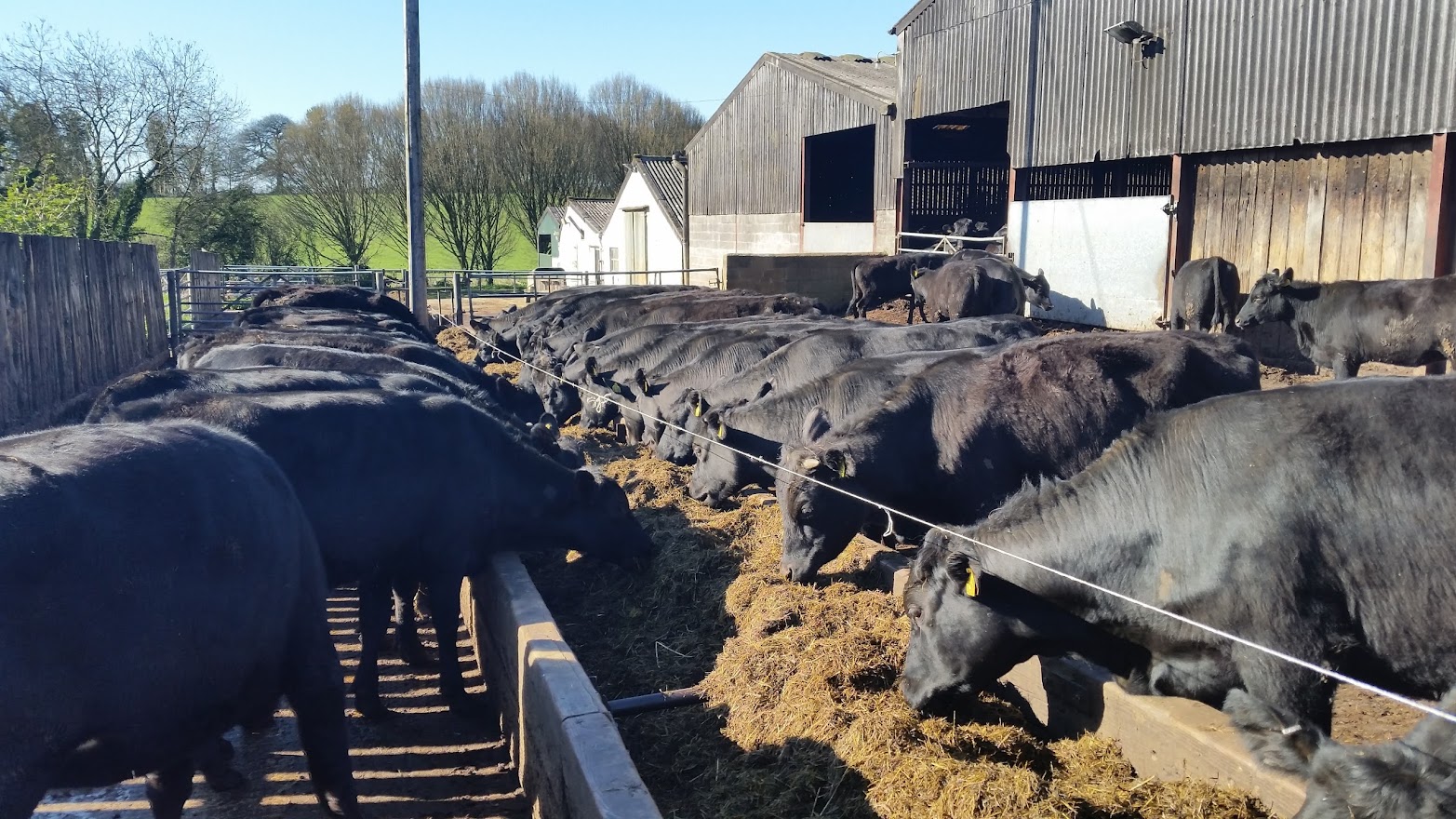 Organic Finished Cattle For Sale | OLMC