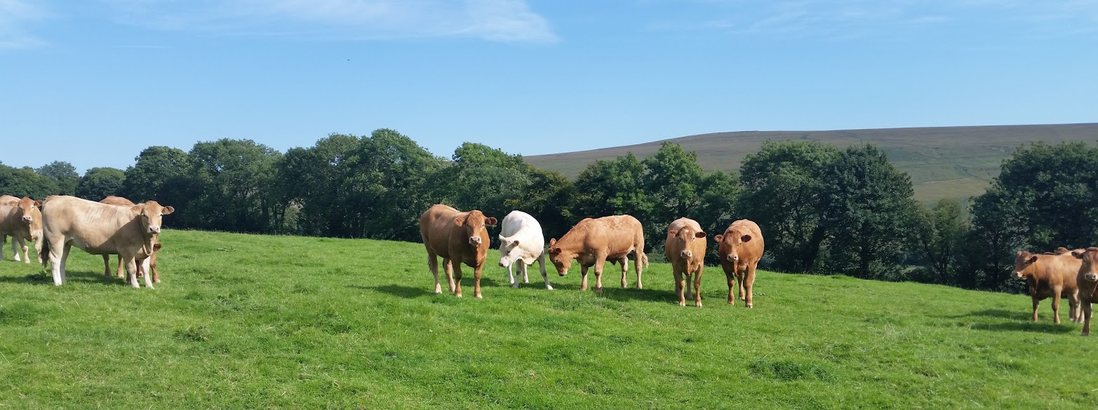 Organic Store Cattle - OLMC