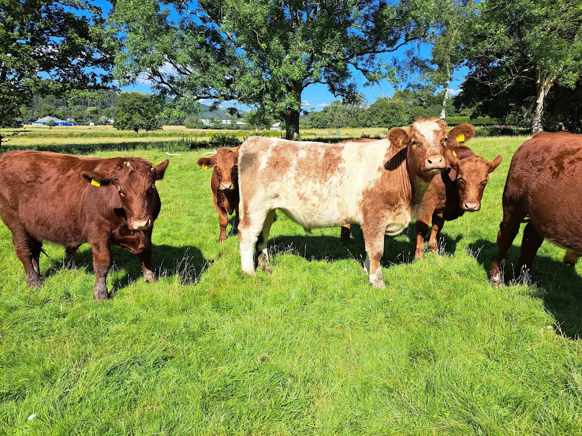 Organic Livestock For Sale UK | OLMC