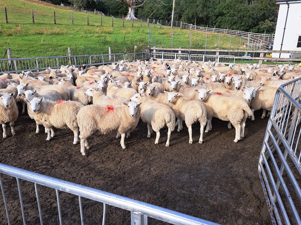 Organic Livestock Consultants | OLMC