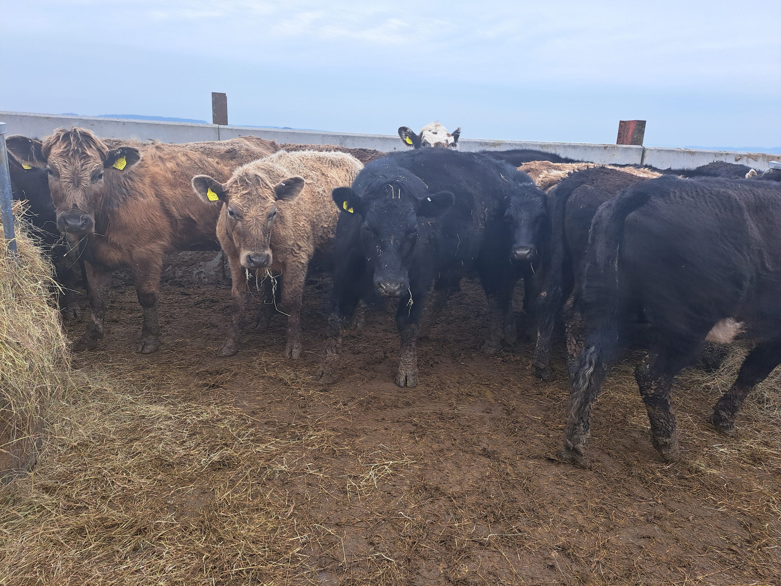 Organic Livestock Consultants | OLMC