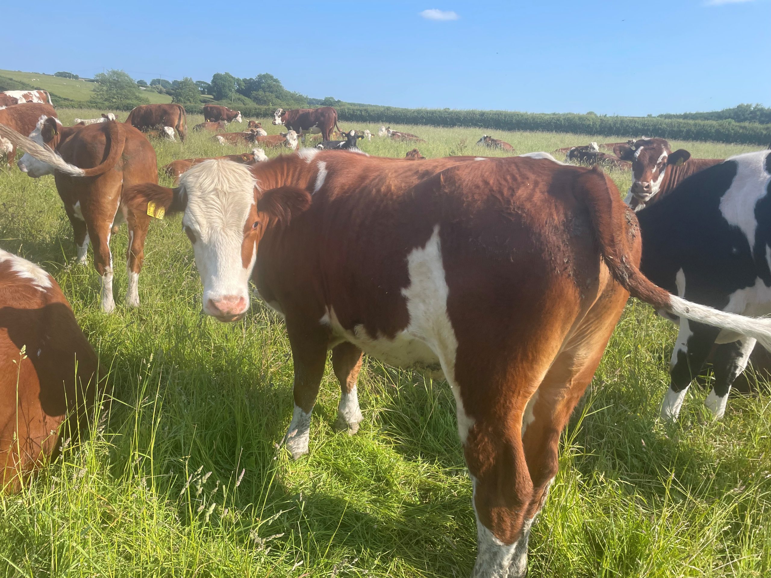 Organic Livestock For Sale UK | OLMC