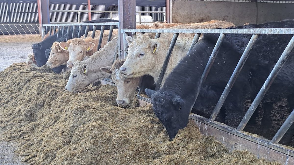 Finished Cattle Archives - OLMC