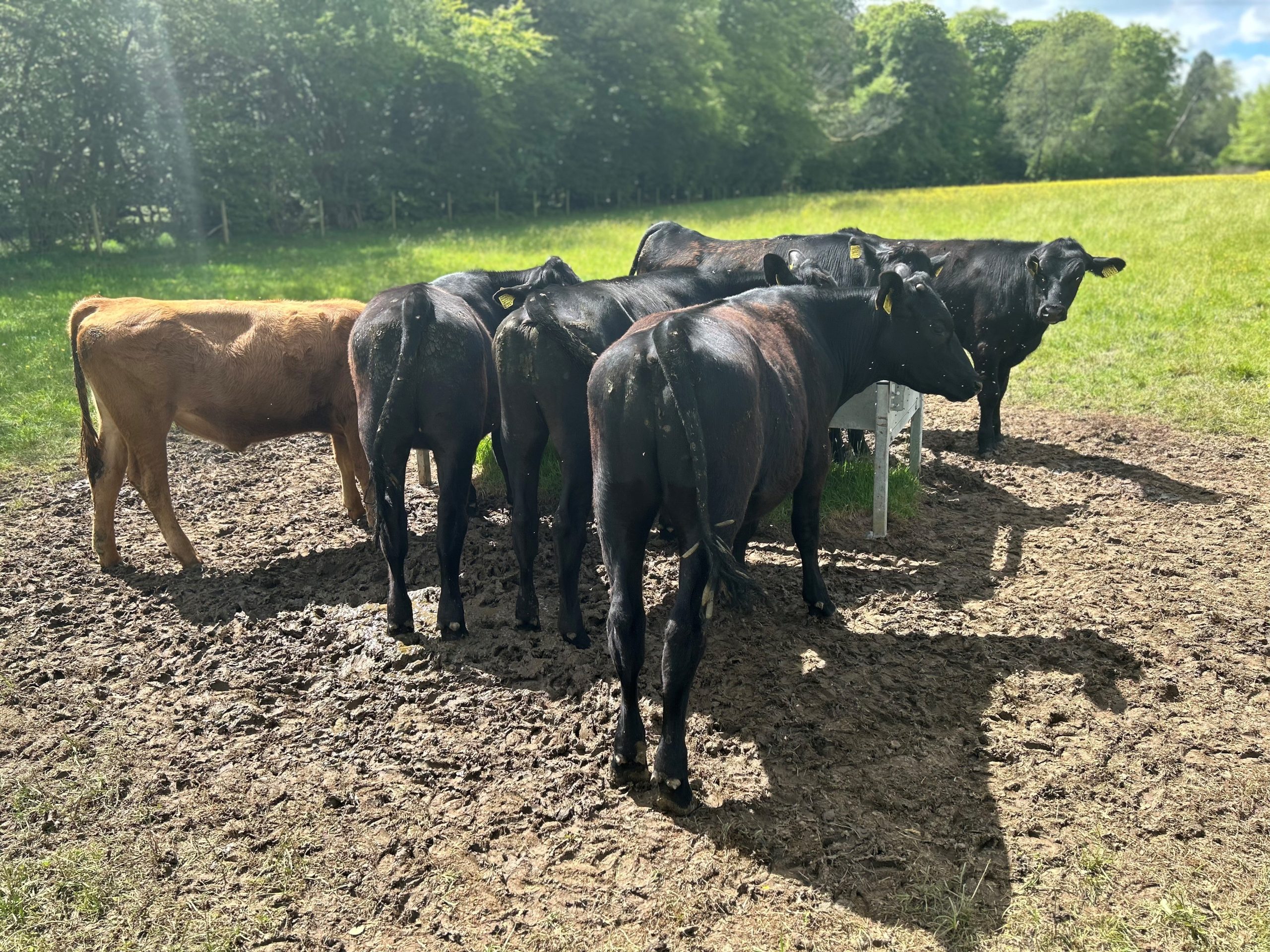 Organic Livestock For Sale UK | OLMC