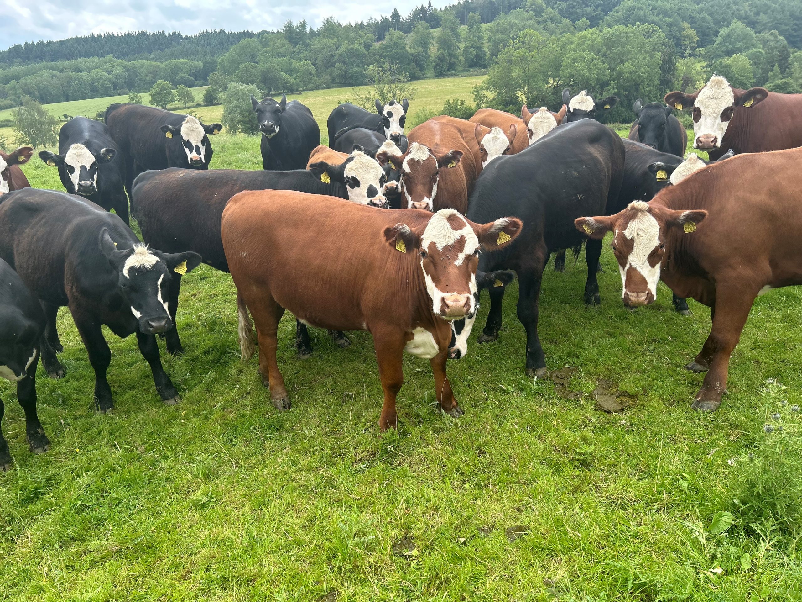 Organic Livestock Consultants | OLMC