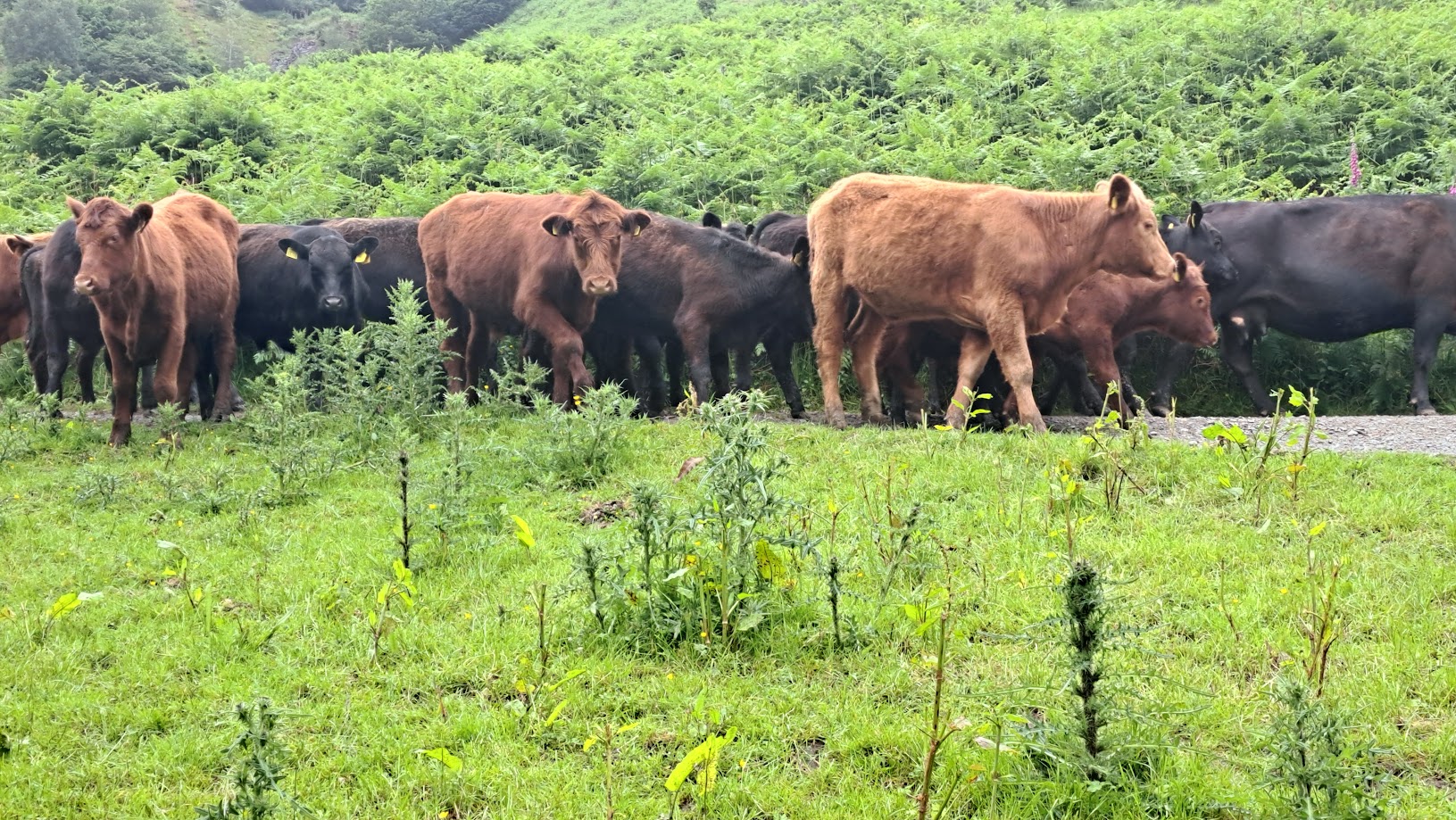 Organic Livestock Consultants | OLMC